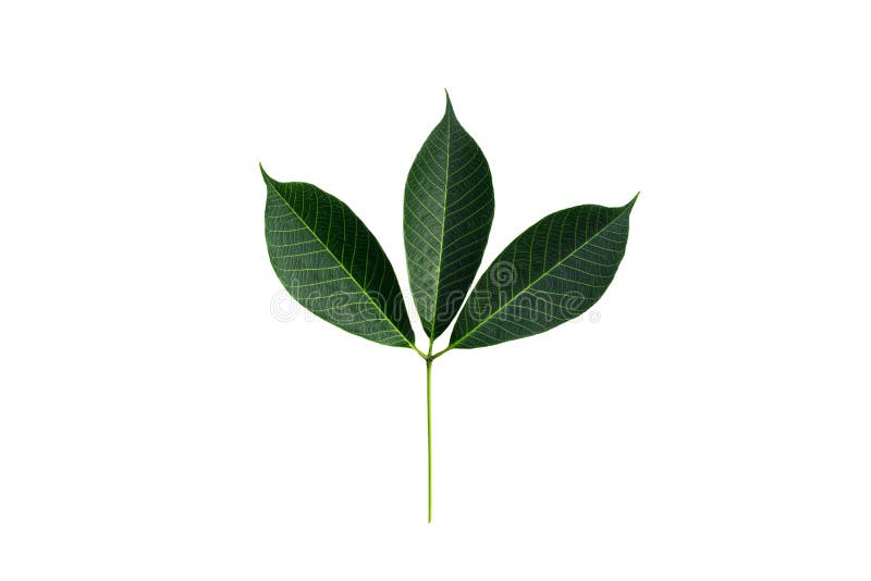 Leaves Rubber Tree Isolated on White Background Stock Photo - Image of ...