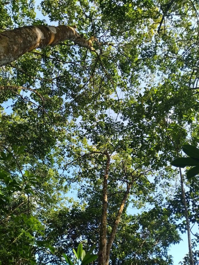 Rubber Tree Canopy in a a Rubber Plantation. Stock Photo - Image of ...