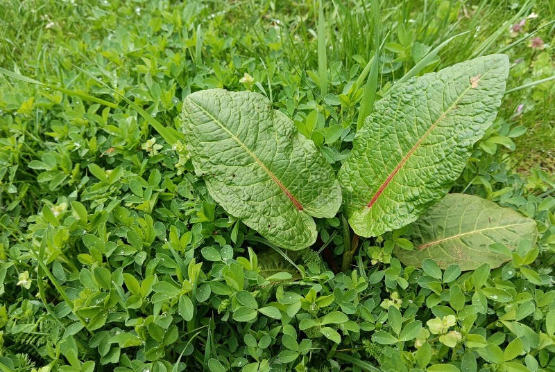 Rumex obtusifolius stock photo. Image of healthy, botany - 246264248