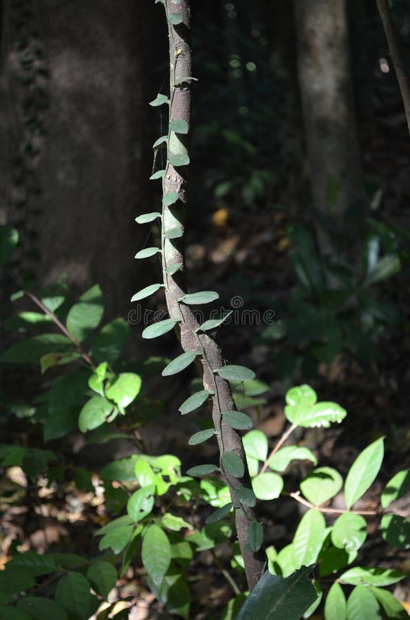 Leaves running upwards stock photo. Image of beautiful - 138521648