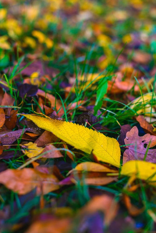 Leaves Rust through the Grass Stock Image - Image of attractive, mobile ...