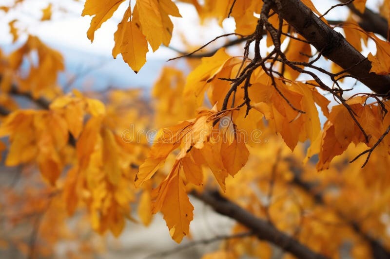 Leaves Rustling on a Tree in the Wind Stock Photo - Image of wind ...