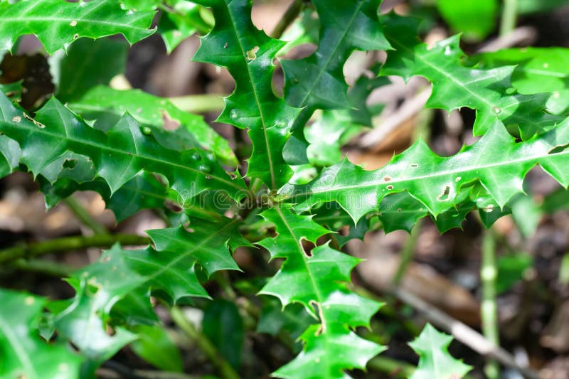 Leaves of a Sea Holly, Acanthus Ebracteatus Stock Image - Image of herb ...
