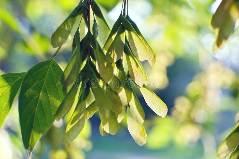 Leaves and Seeds of Box Elder (Acer Negundo) Stock Photo - Image of ...
