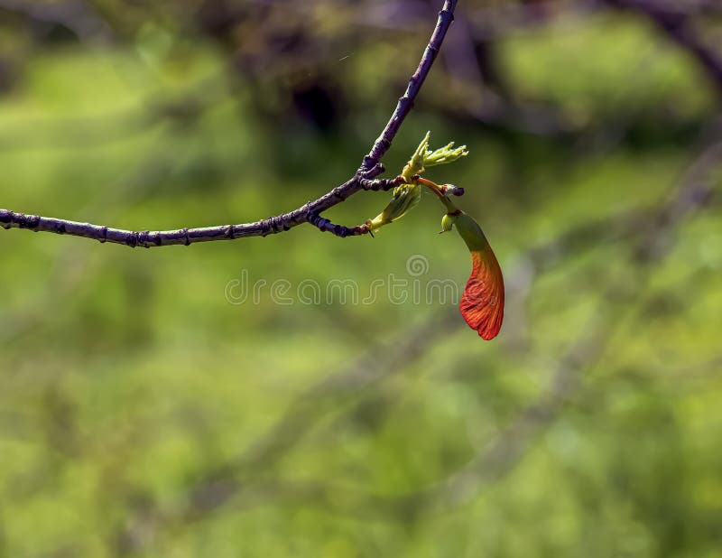Leaves and Seeds of the Field Maple or Acer Campestre in Early Spring ...