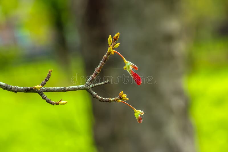 Leaves and Seeds of the Field Maple or Acer Campestre in Early Spring ...