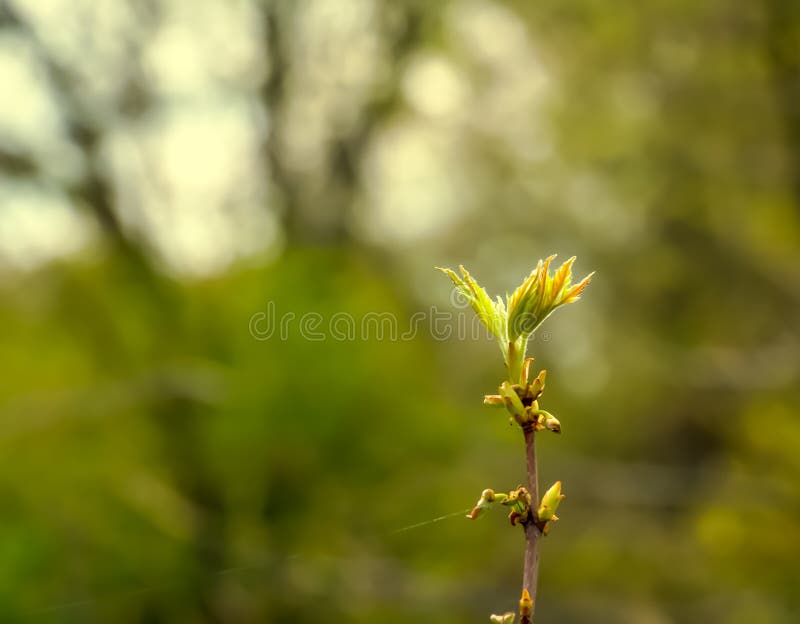 Leaves and Seeds of the Field Maple or Acer Campestre in Early Spring ...