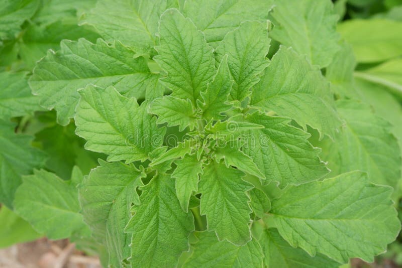 Leaves sesame stock image. Image of healthy, beauty, garden - 95061951