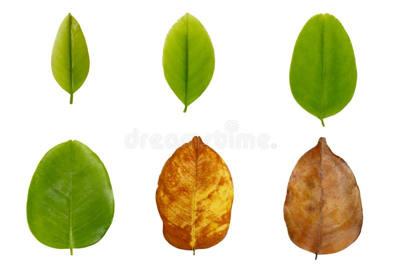 Leaves set stock image. Image of leaf, tree, leave, concept - 25570559