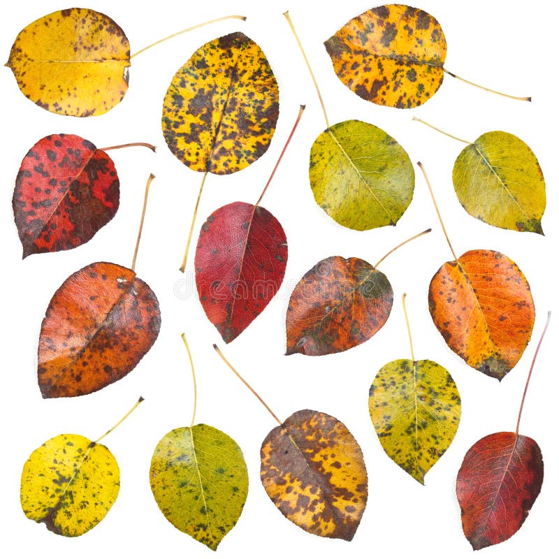 Leaves set stock image. Image of variation, vivid, leaf - 27339327