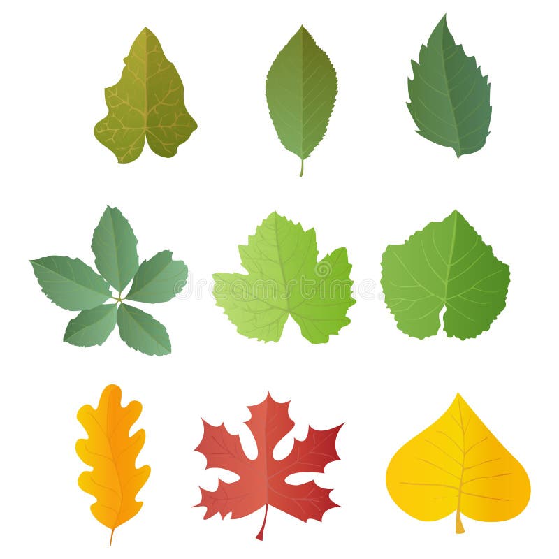Leaves Set in Realistic Style. Autumn Leaf Stock Vector - Illustration ... Leaves Set in Realistic Style. Autumn Leaf Stock Vector - Illustration ...