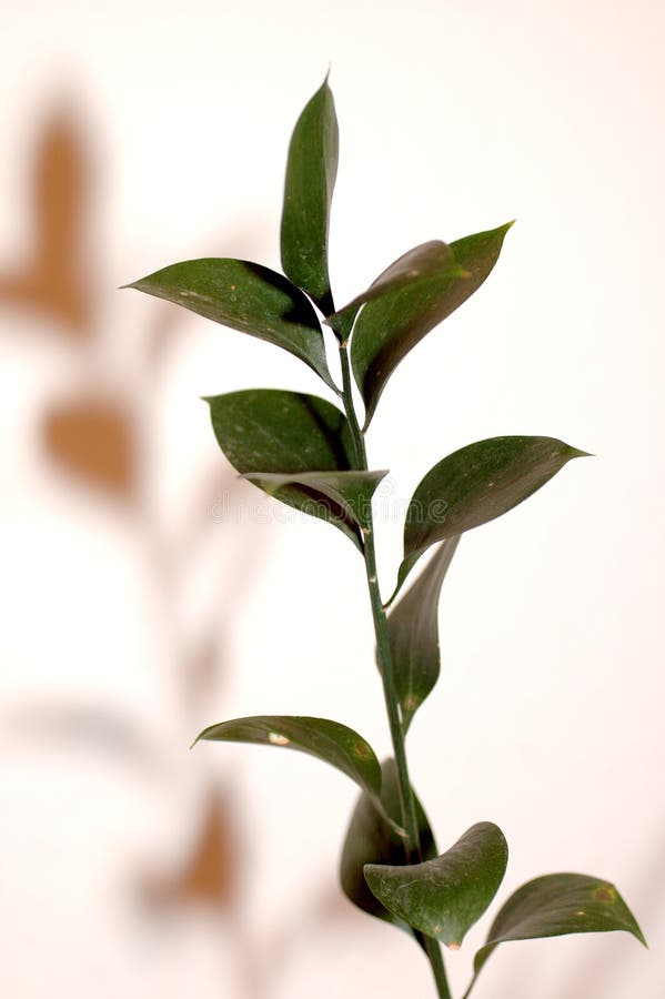 Leaves with shadow stock image. Image of white, bush, green - 30213