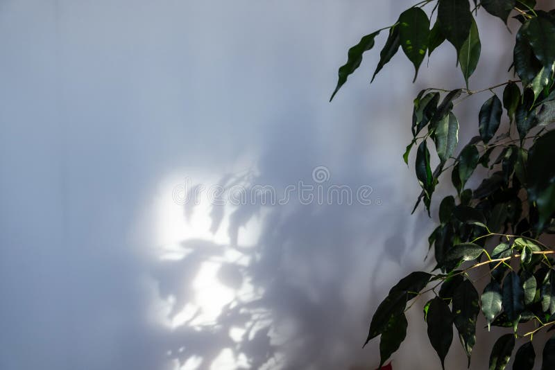Leaves Shadow Background. Tree Branch and Leaf with Shadow on a White ...