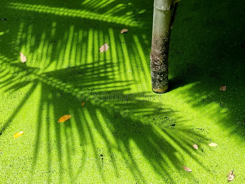 The Leaves Shadow of the Coconut Tree Cover the Green Duckweed Surface ...