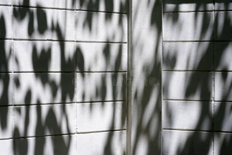 Leaves Shadow on Corner of Wall. Stock Image - Image of backdrop, blank ...