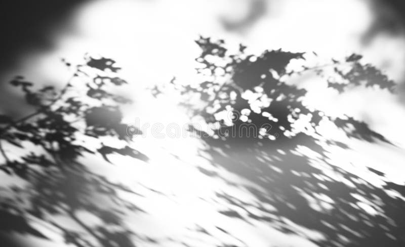 Leaves Shadow Gobo Lighting. Window Light Background Design Element ...