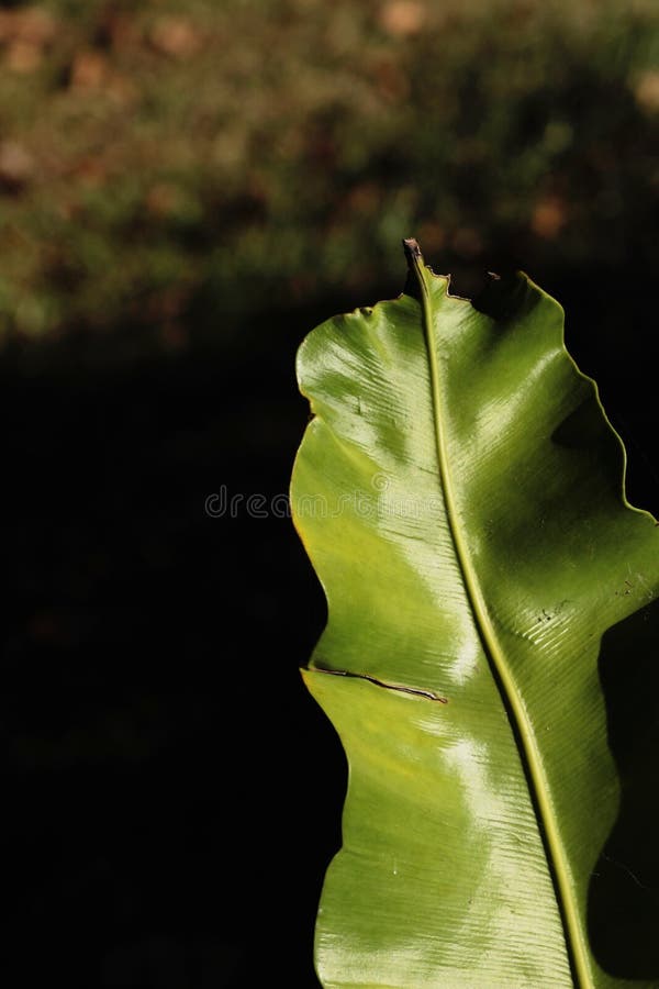 Leaves with Shadow at the Nature. Stock Image - Image of natural, sunny ...