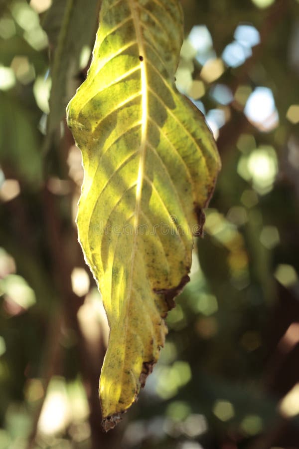 Leaves with Shadow at the Nature. Stock Image - Image of nature ...