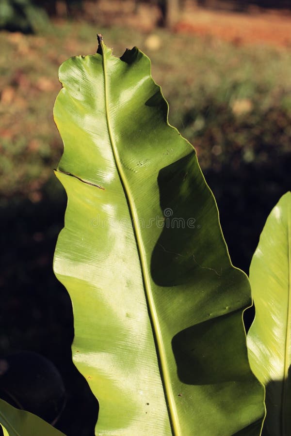 Leaves with Shadow at the Nature. Stock Photo - Image of natural, fresh ...