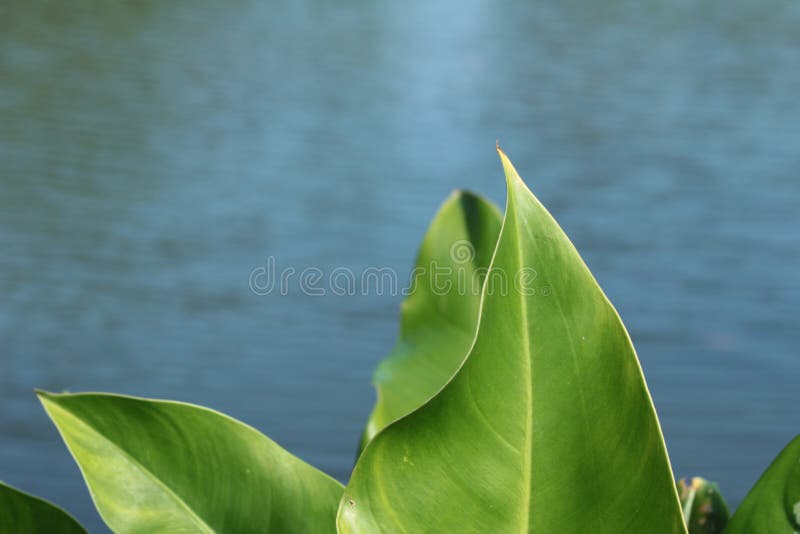 Leaves with Shadow at the Nature. Stock Image - Image of garden, nature ...