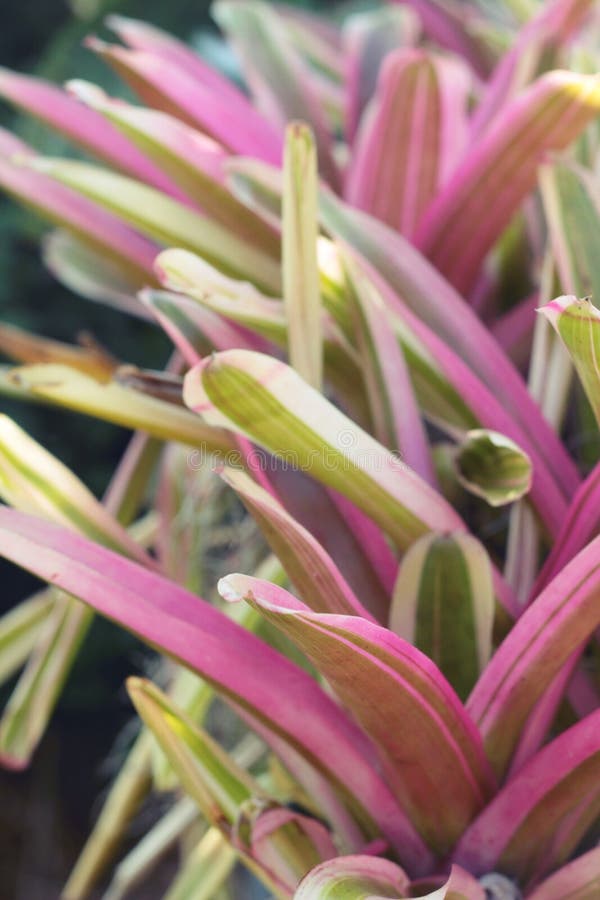 Leaves with Shadow at the Nature. Stock Image - Image of fresh, garden ...