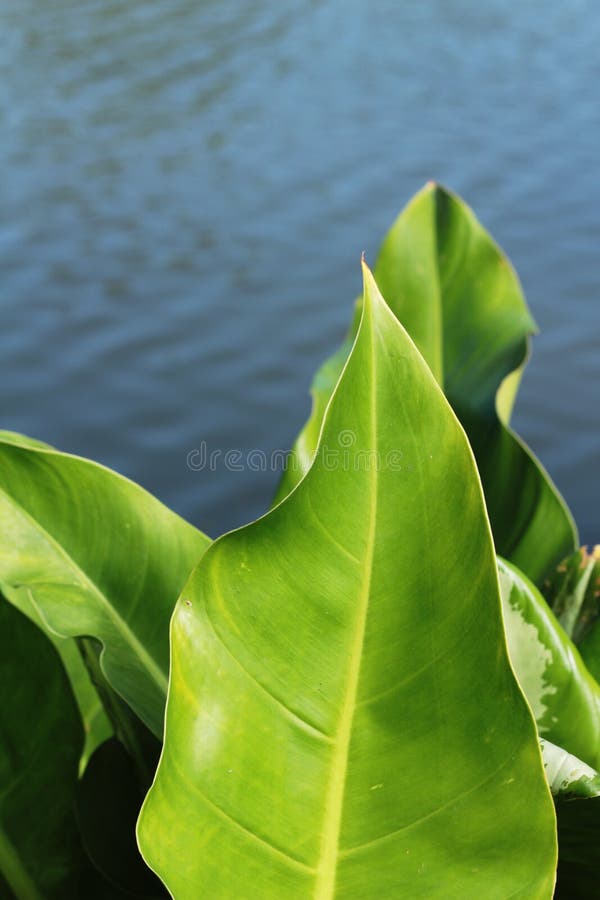 Leaves with Shadow at the Nature. Stock Photo - Image of plant, tree ...