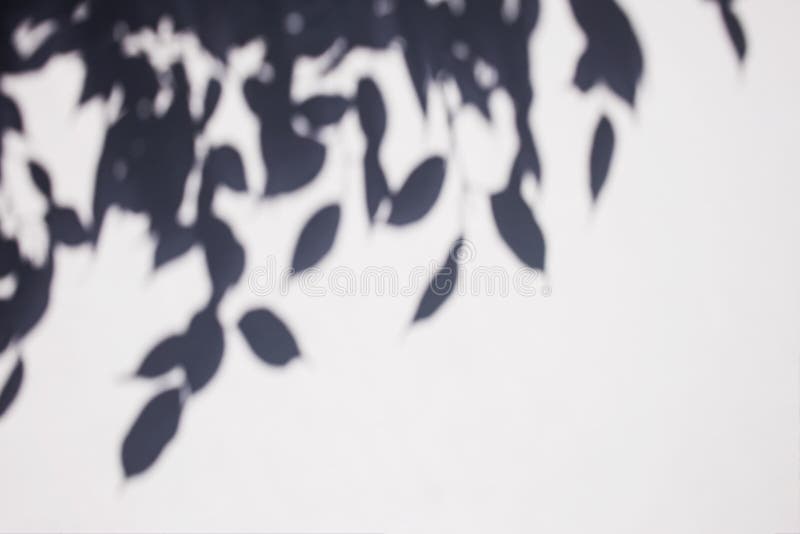 Abstract Leaves Shadow Background Stock Photo - Image of shade ...