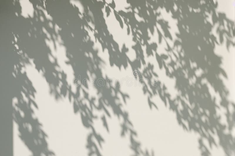 Leaves shadow on the wall. stock photo. Image of people - 60959126