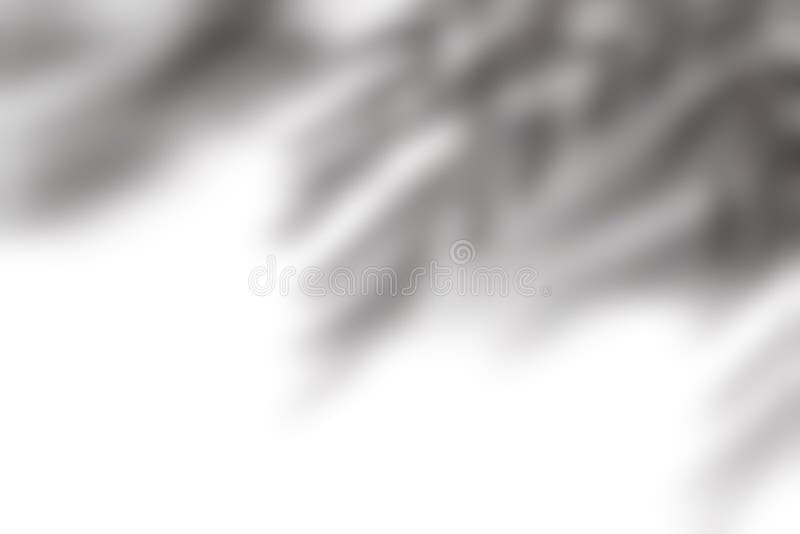 Leaves Shadow on White Background, Illustration Silhouette Transparent ...