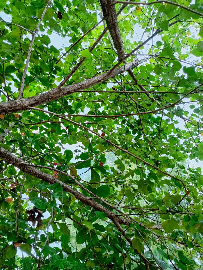 Leaves on Shady Tree Branches Stock Photo - Image of leaves, plant ...
