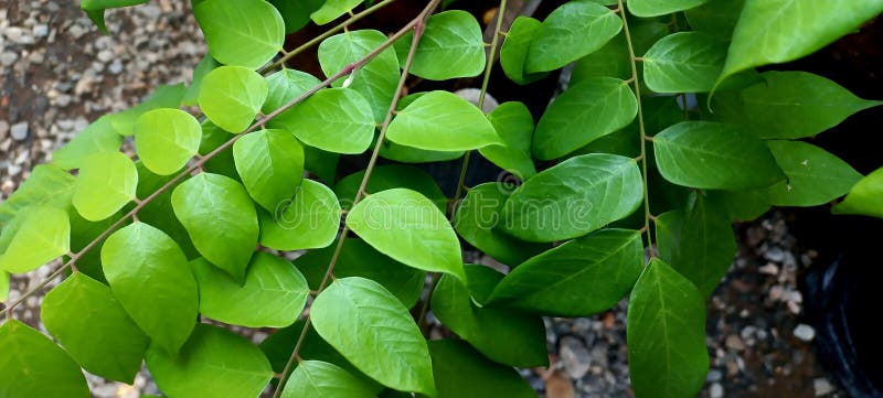 Close Up View of Star Fruit Fruit Leaves Shape Stock Photo - Image of ...