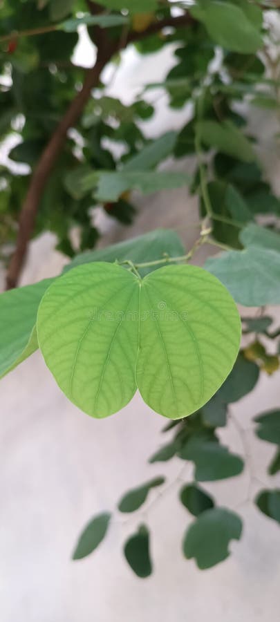 The Leaves are Shaped Like Apples, Stock Photo - Image of tree, shape ...