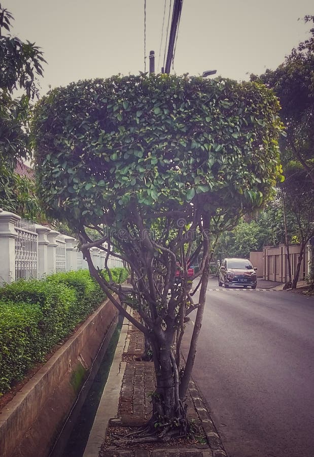 Leaves cut stock image. Image of yard, trees, leaves - 131240363