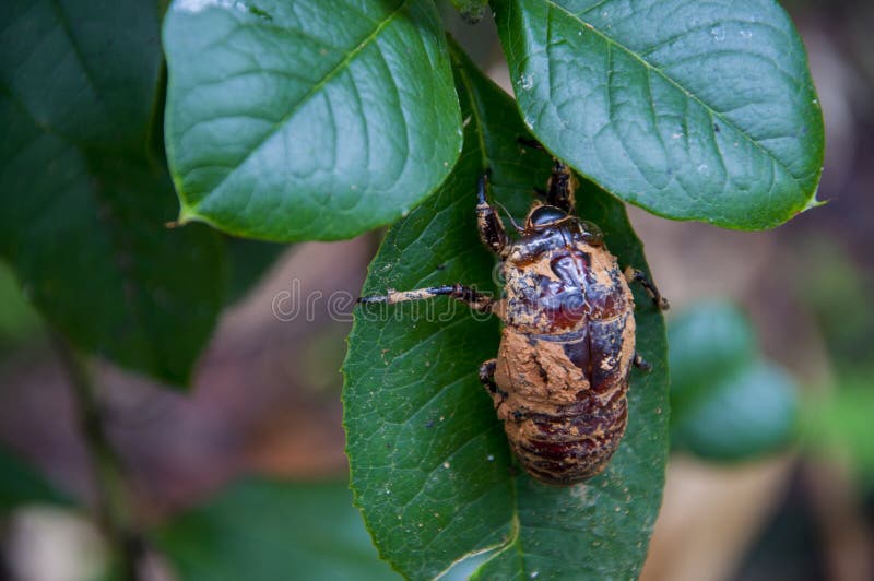 Leaves, Shelling, Insect Shells, Shells, Herbs Stock Image - Image of ...