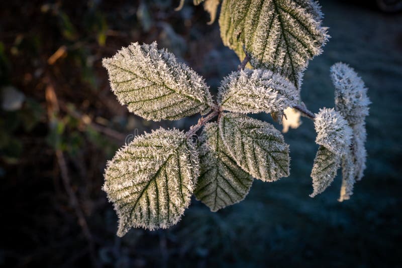 The Leaves of a Shrub are Covered with Thick Ice Crystals Stock Image - Image of beauty, forest ...