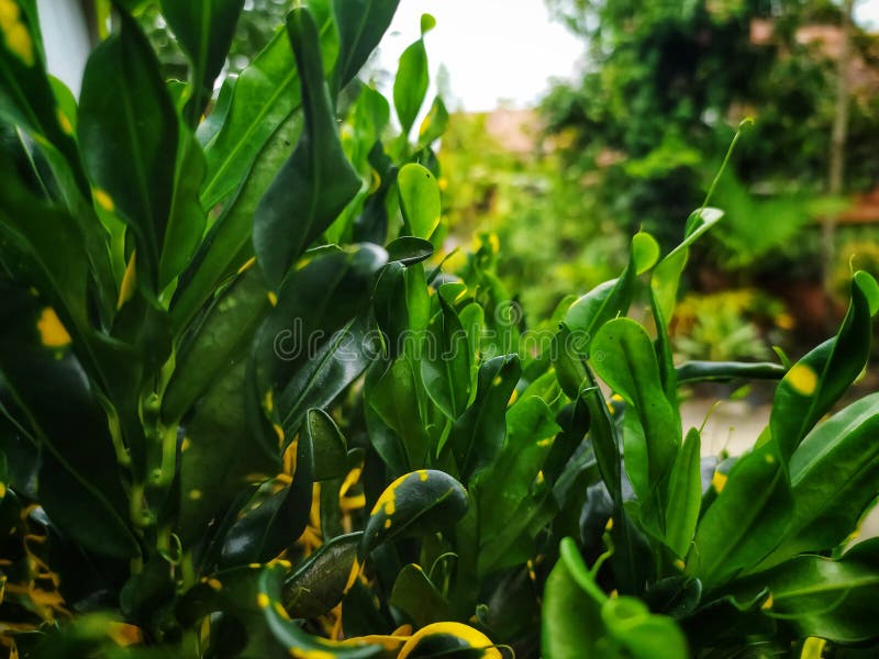 Leaves on side way stock photo. Image of house, front - 209162432