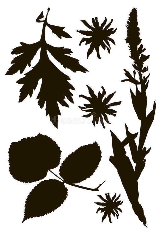 Leaves Silhouette Black on White Background Stock Vector - Illustration ...