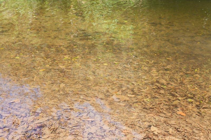 Leaves and Silt at the Bottom of the Stream Stock Photo - Image of wall ...
