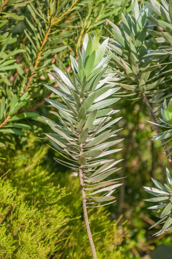 Leaves of a Silver Tree Protea Stock Image - Image of african, somerset ...