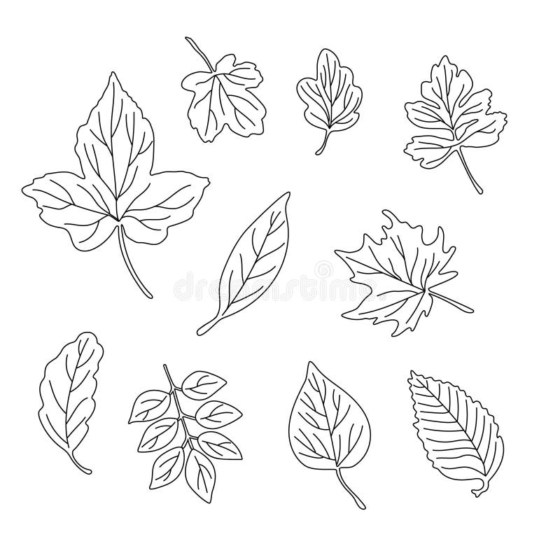 Leaves Simple Vector Minimalist Concept Outline Illustration, Thin Line ...