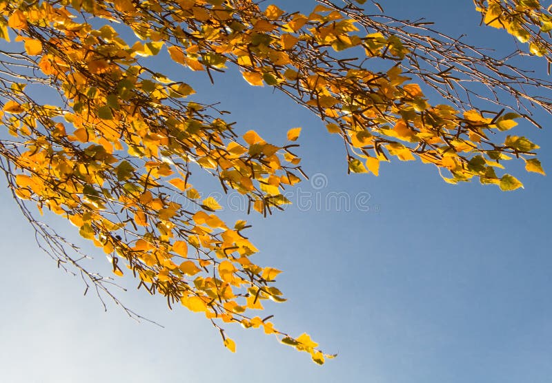 Windy Sky with Leaves Blowing Stock Photo - Image of blue, leaves: 5696138
