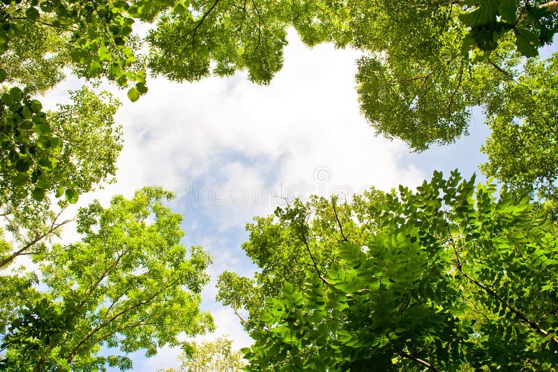Leaves and sky stock image. Image of summer, frame, green - 10759259