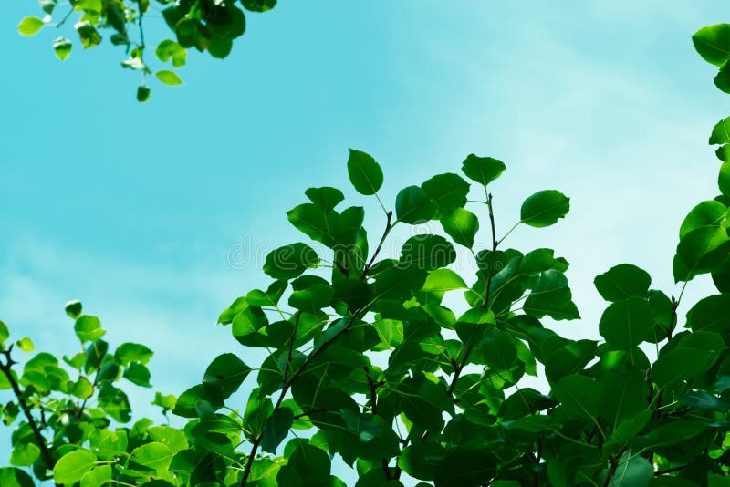 Leaves and Sky stock image. Image of blue, nature, leaves - 155603253