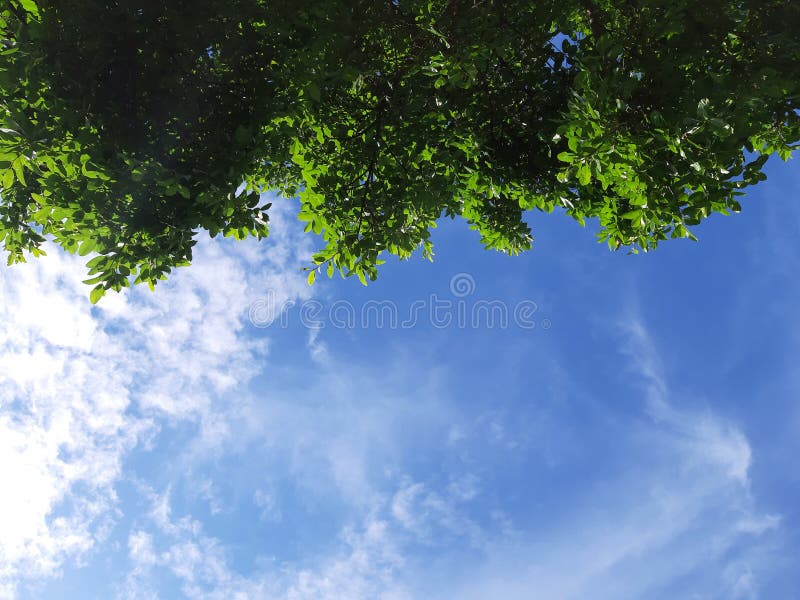 Leaves and sky stock photo. Image of park, season, beauty - 174820234