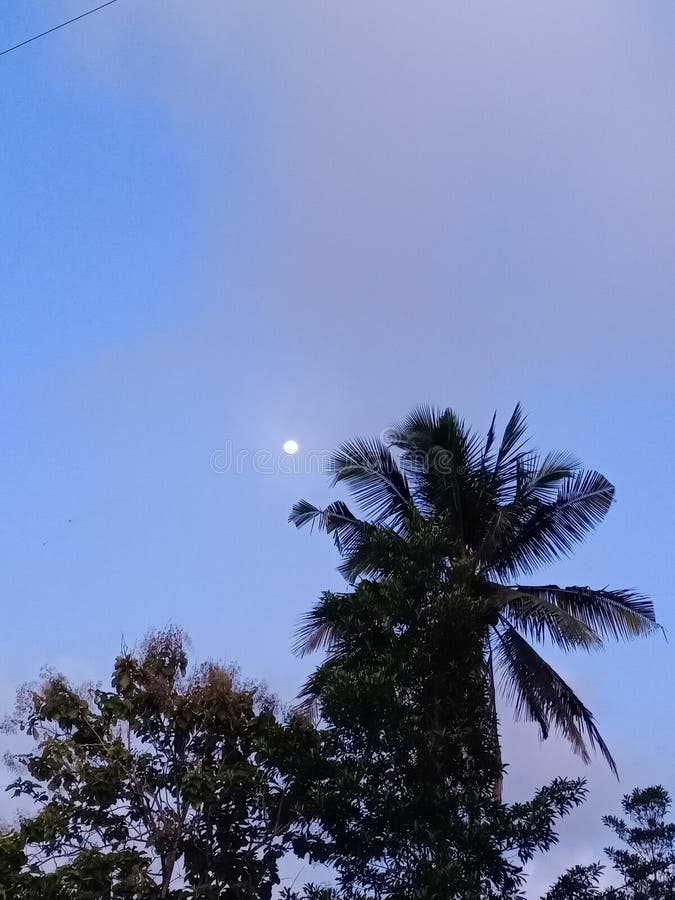 Leaves, Sky View, Moon View, Tree Stock Image - Image of tree, view: 284319085
