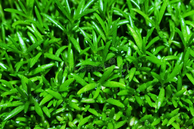 Leaves of Small Flowers only Increased in Spring Stock Photo - Image of ...