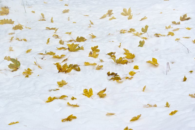 Leaves on snow stock photo. Image of frost, color, object - 11403254