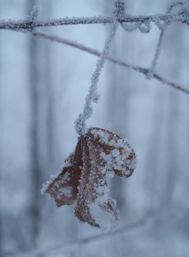 Leaves with snow stock image. Image of snow, hiking - 134881305