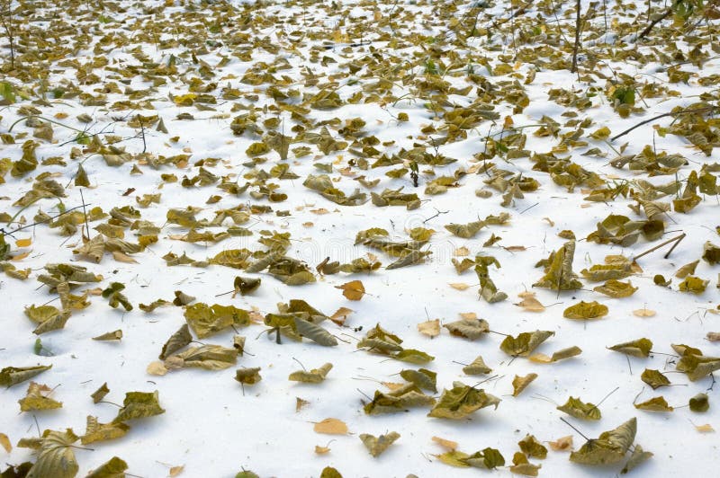Leaves on snow stock image. Image of yellow, winter, frozen - 315119