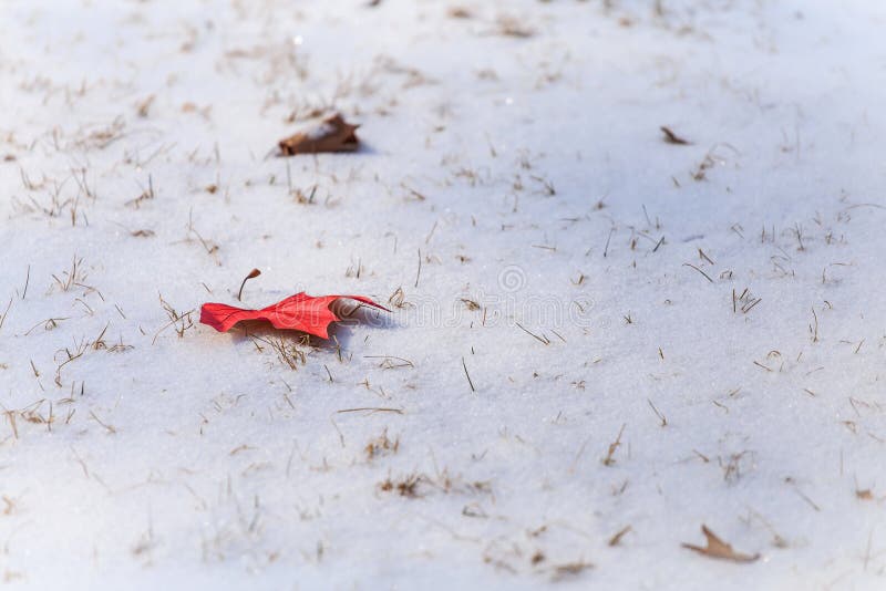 Leaves on a snow stock image. Image of environment, winter - 56360983